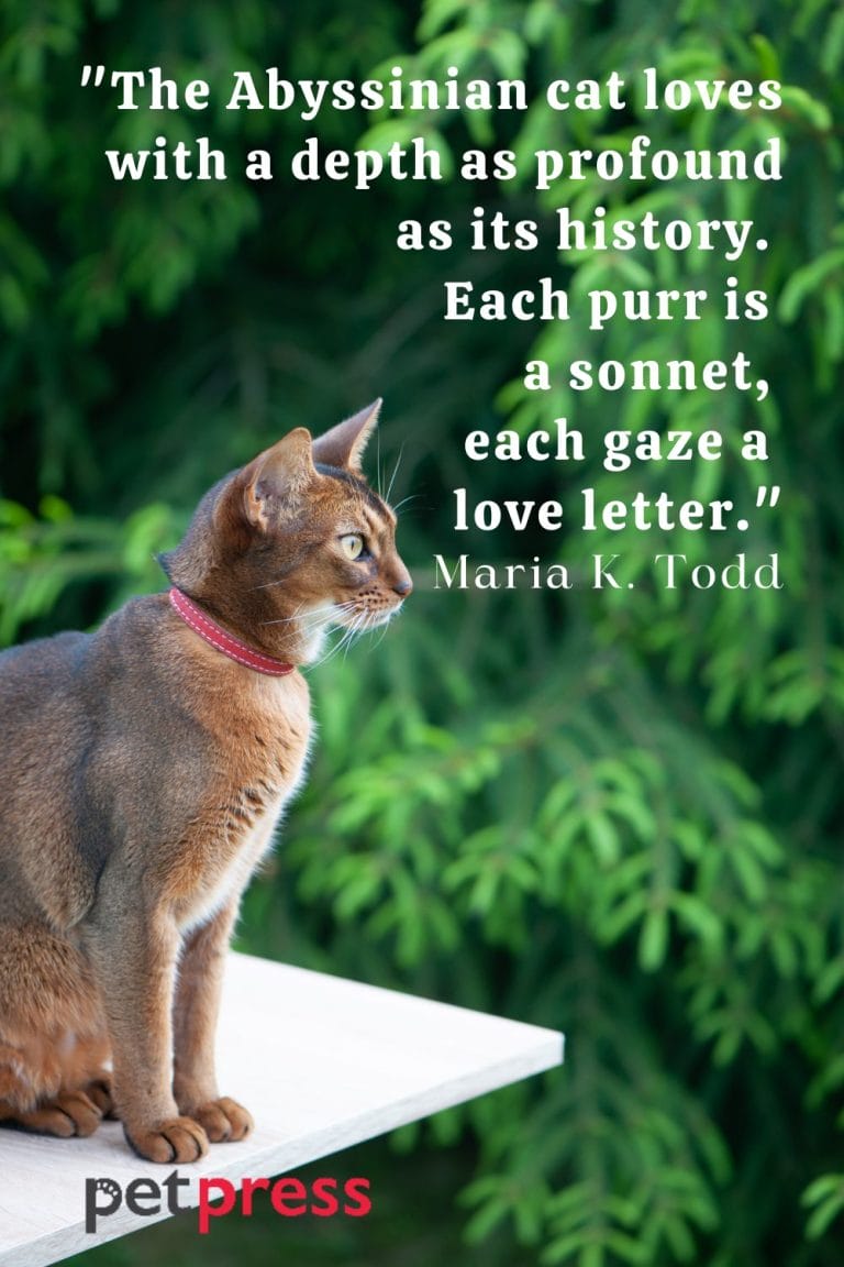 50+ Abyssinian Cat Quotes: Best Furry Wisdom for the Soul