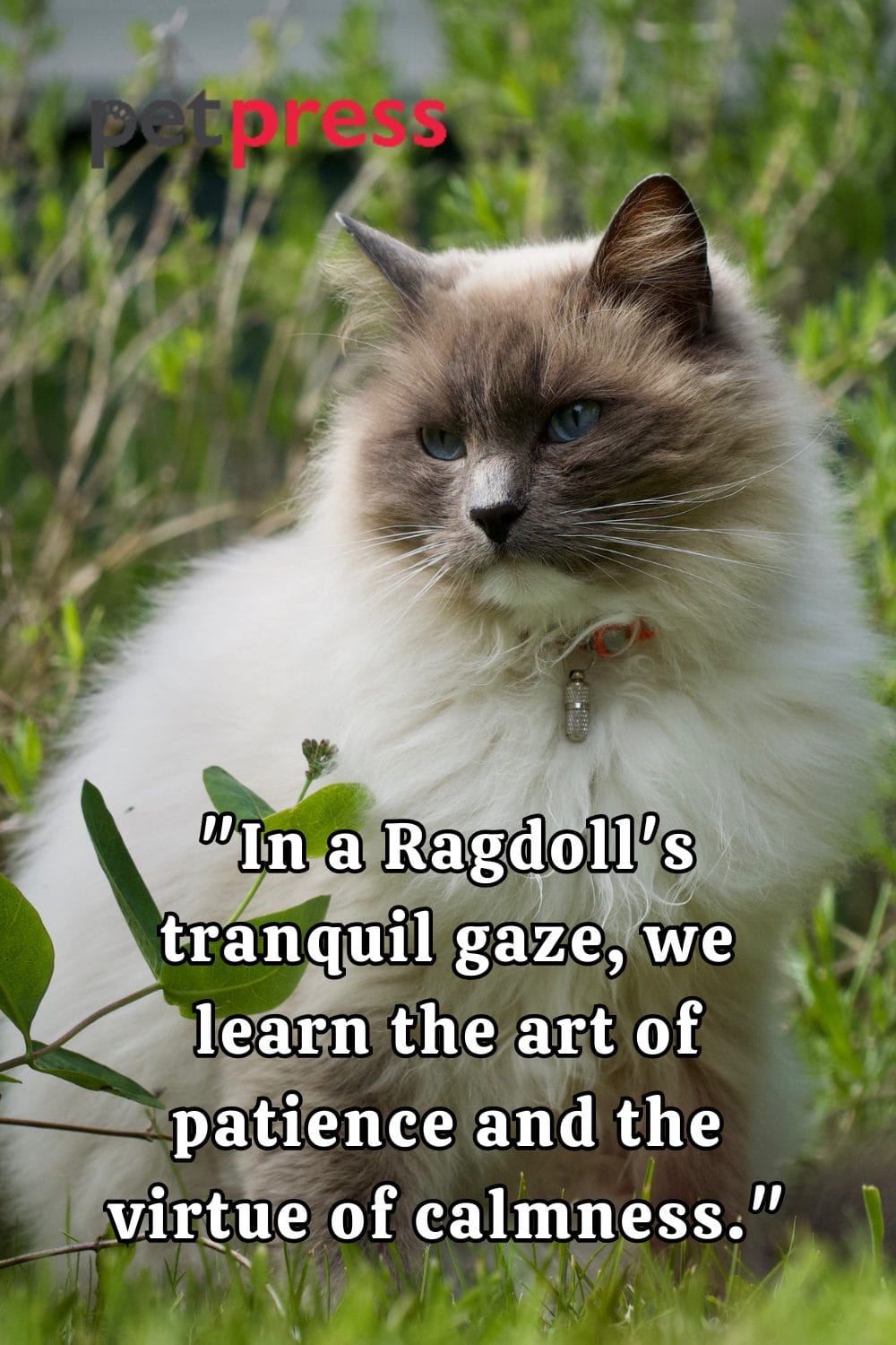 50+ Inspiring Ragdoll Cat Quotes and Its Furry Wisdom - PetPress