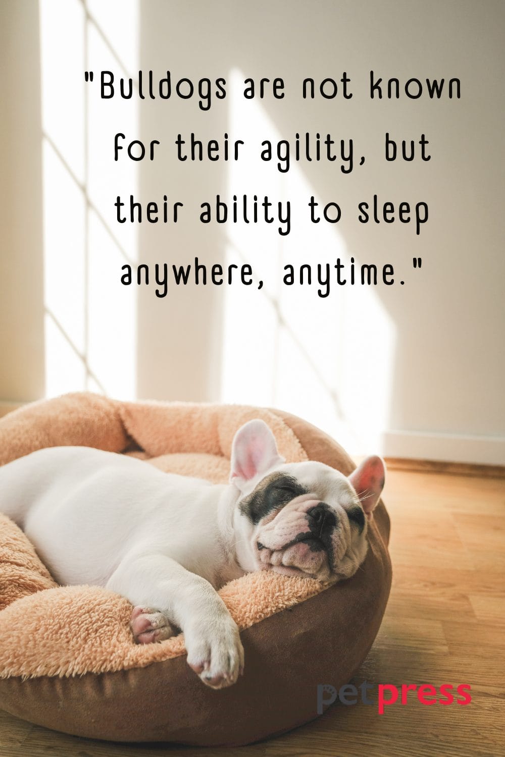 50 Quirky Bulldog Quotes That Can Make Your Day Bright