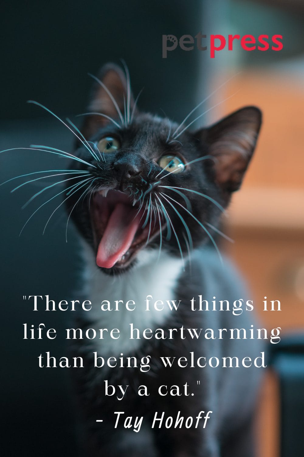 50 Best Short Cat Quotes for Facebook - PetPress