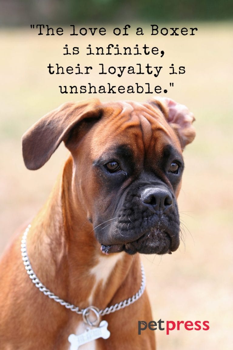 Over 50 Uplifting Boxer Dog Quotes to Brighten Your Day Dogs