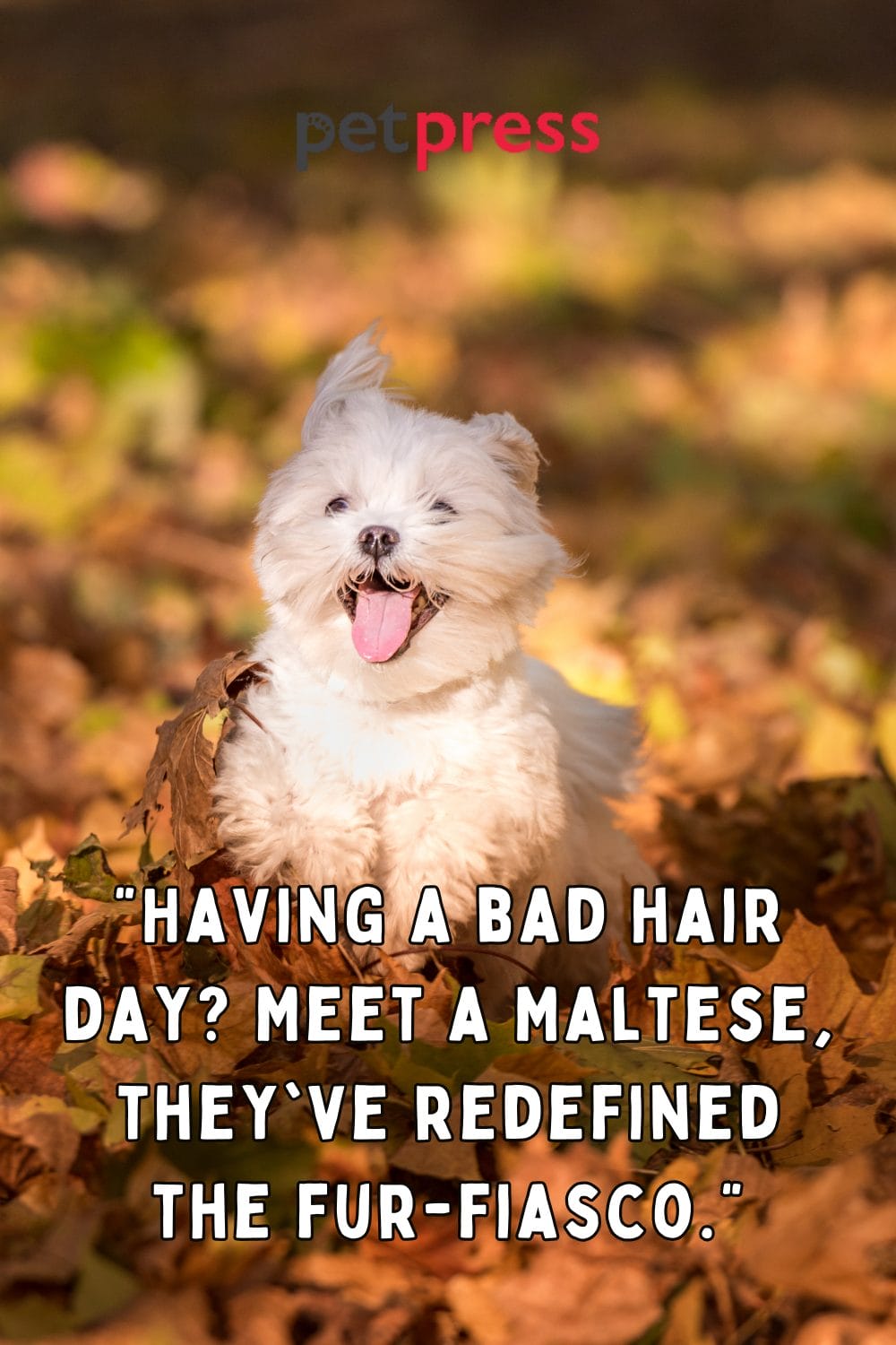 Tickling Our Funny Bones: Top 50 Hilarious Maltese Dog Quotes