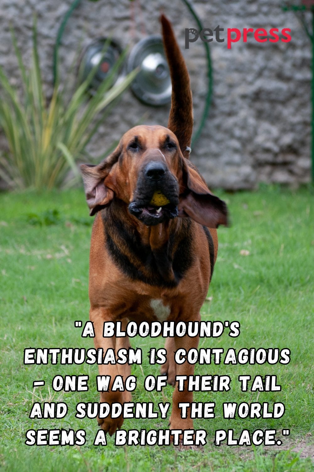 Paw-sitive Wisdom: 50+ Inspiring Bloodhound Dog Quotes
