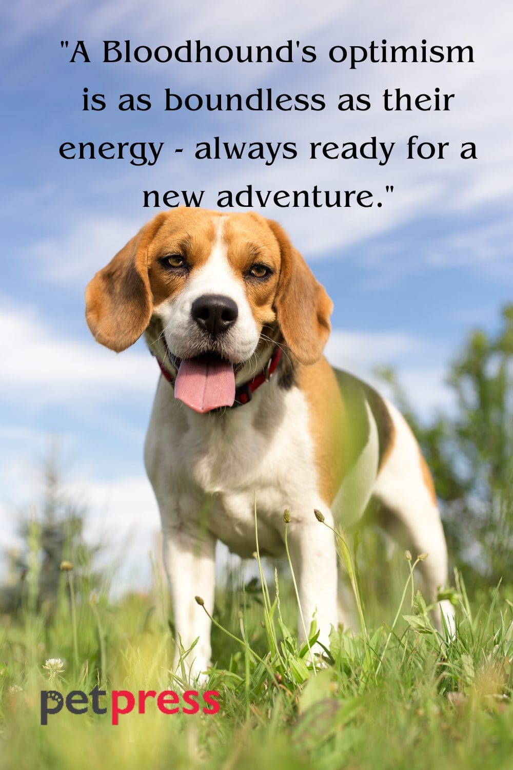 Paw-sitive Wisdom: 50+ Inspiring Bloodhound Dog Quotes