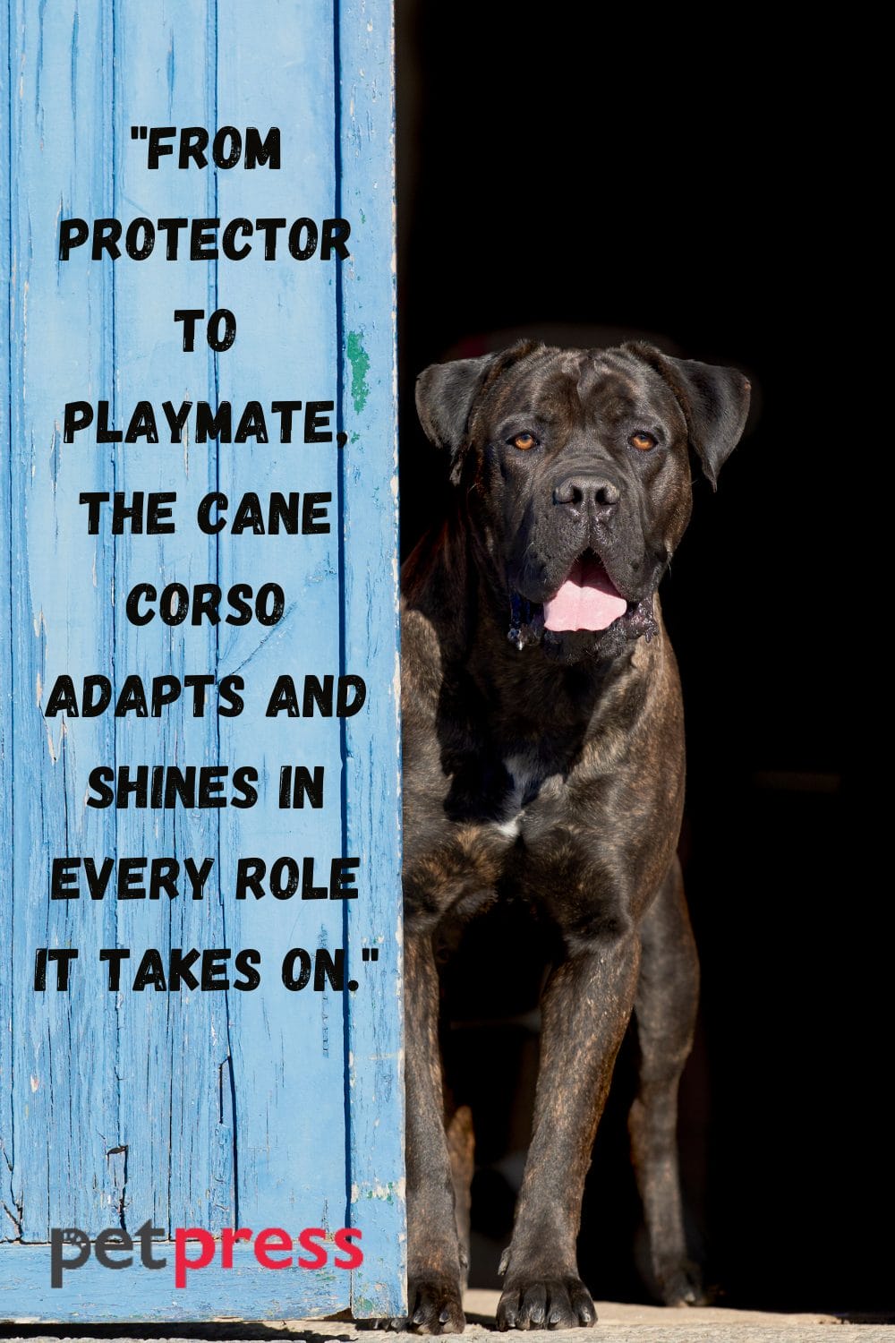 50 Inspiring Cane Corso Dog Quotes on Loyalty, Love, and Light
