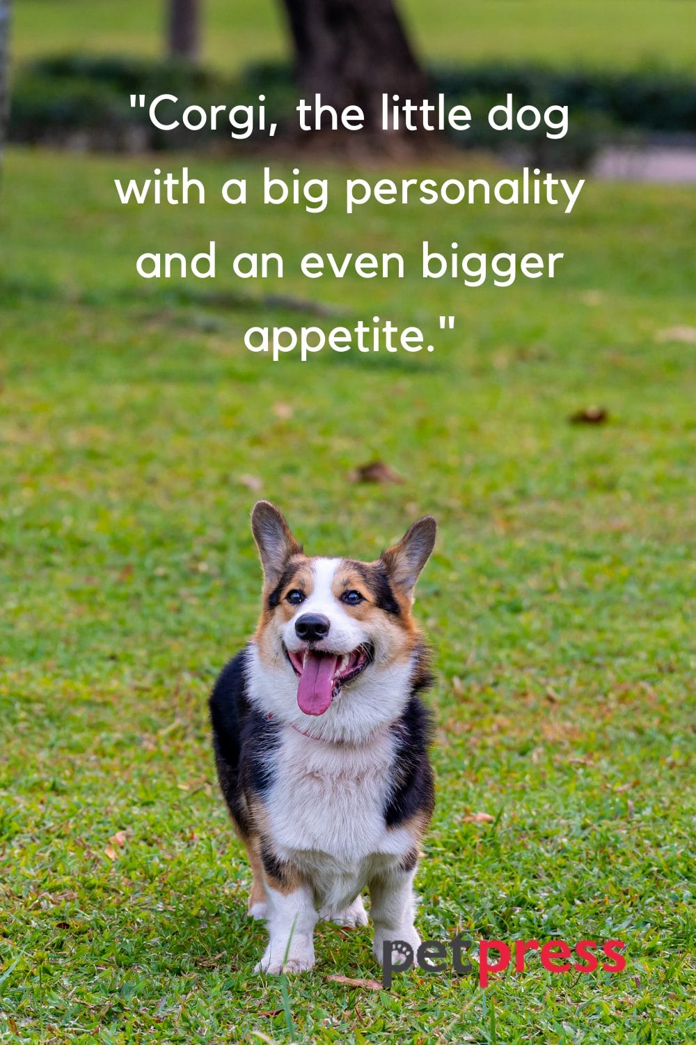 50+ Witty Corgi Dog Quotes That Motivate Us to Be Brave