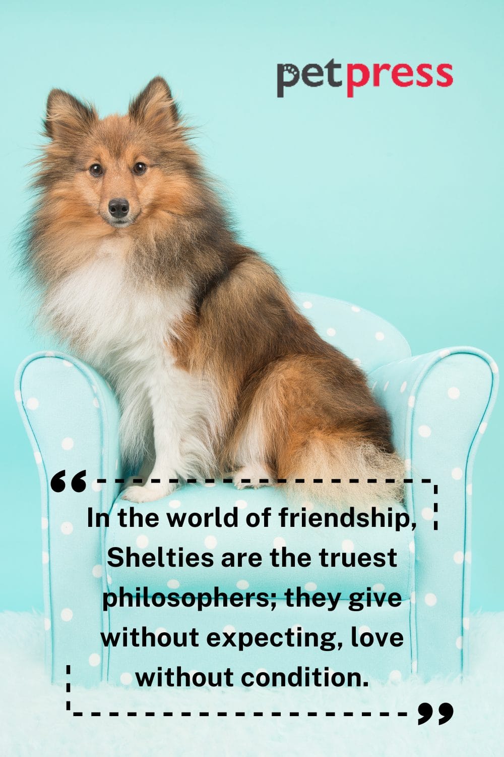 Top 50 Witty Sheltie Dog Quotes on Being Playful but Loving