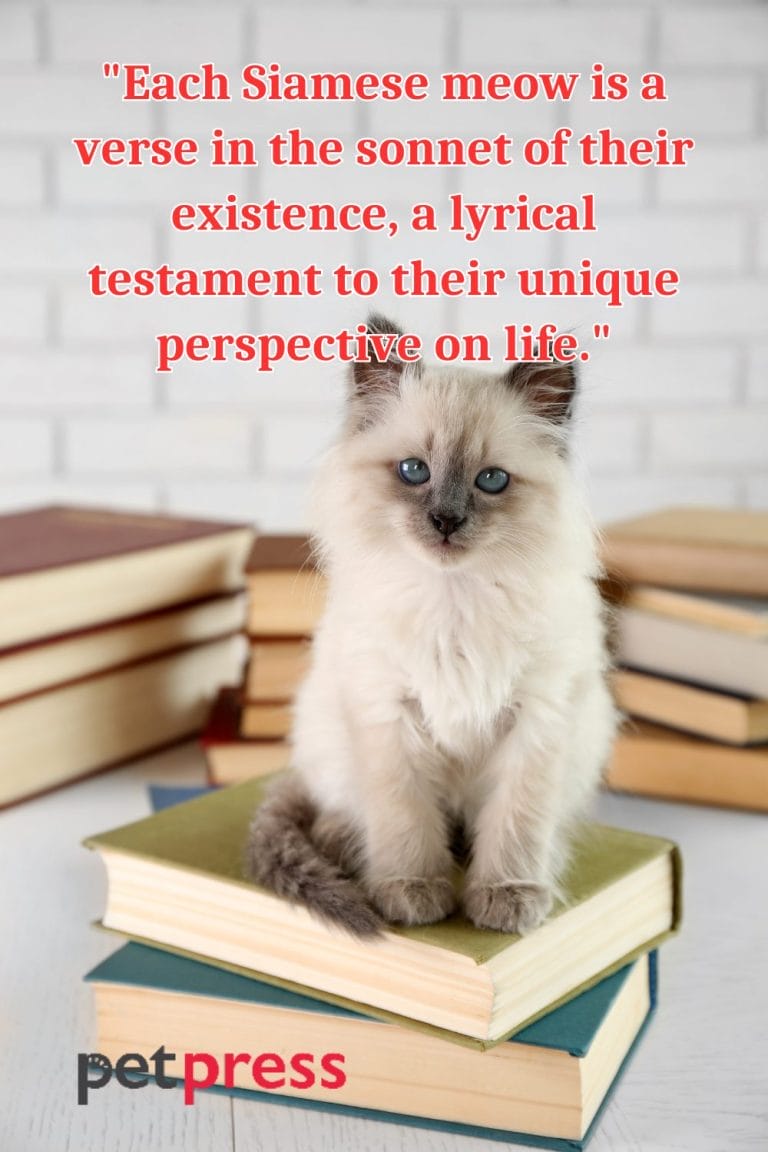 Explore the Purring Wisdom of the Top 50 Siamese Cat Quotes