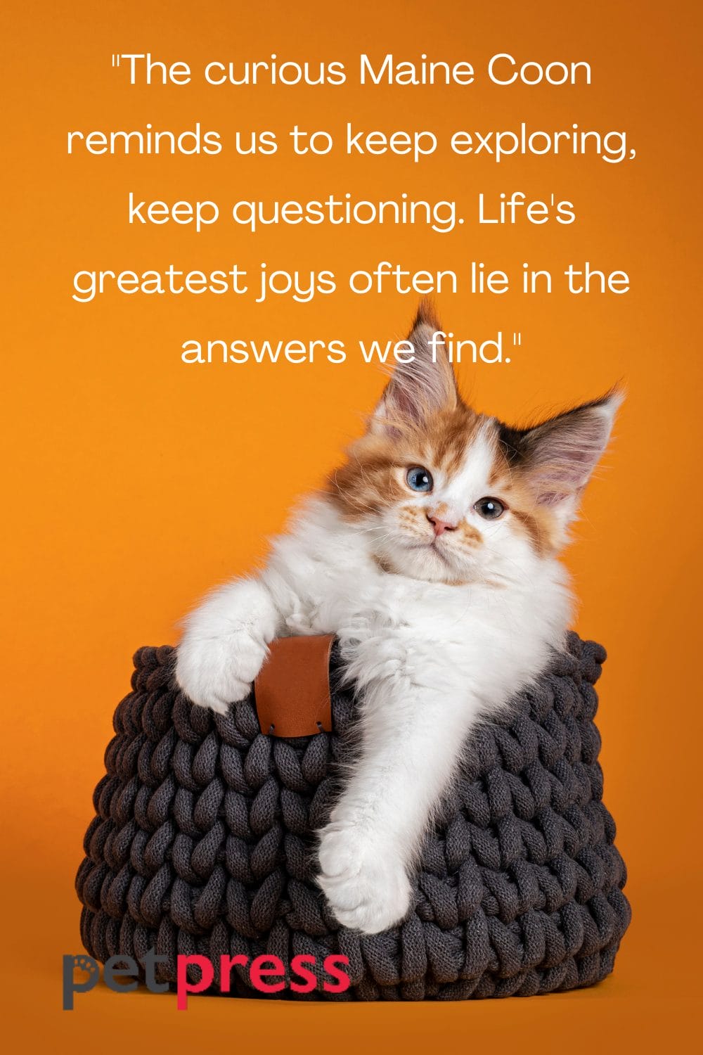 50+ Maine Coon Cat Quotes: Feline Wisdom for the Inspired Soul