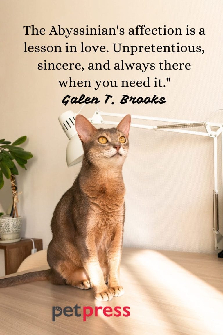 50+ Abyssinian Cat Quotes: Best Furry Wisdom for the Soul