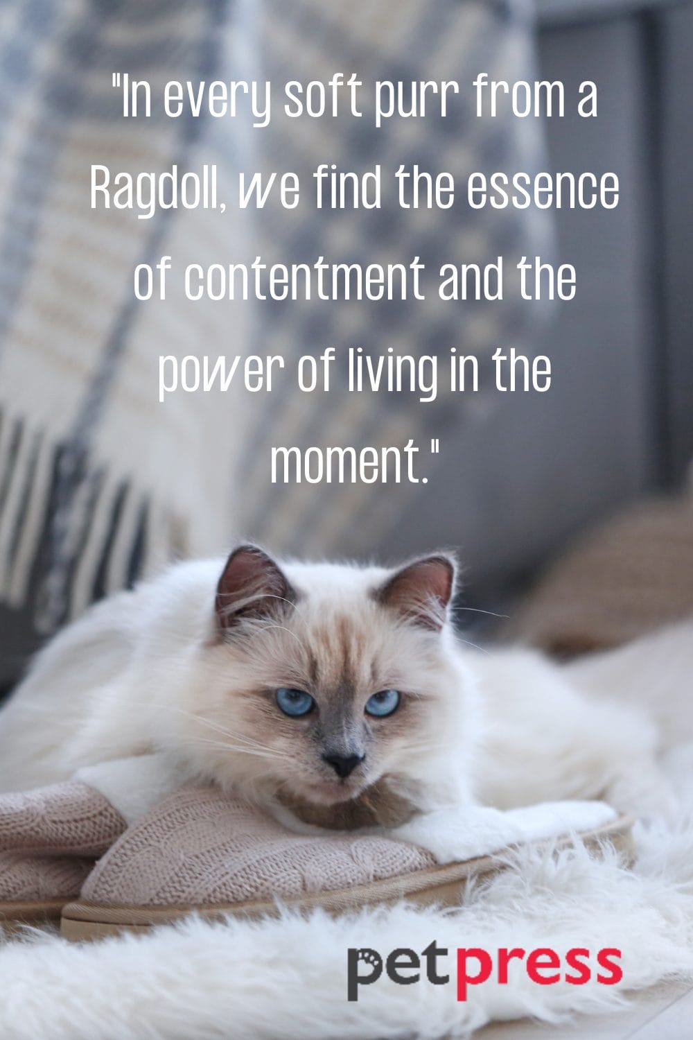 50+ Inspiring Ragdoll Cat Quotes and Its Furry Wisdom - PetPress