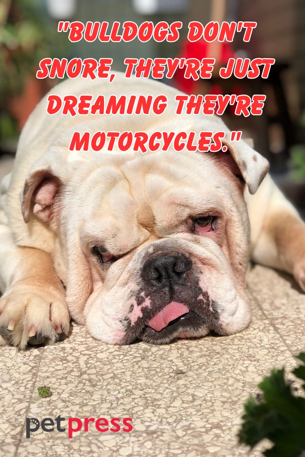 50 Quirky Bulldog Quotes That Can Make Your Day Bright