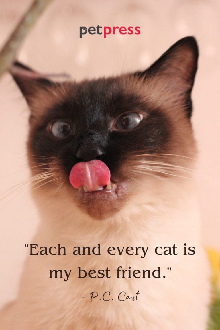 50 Best Short Cat Quotes for Facebook - PetPress