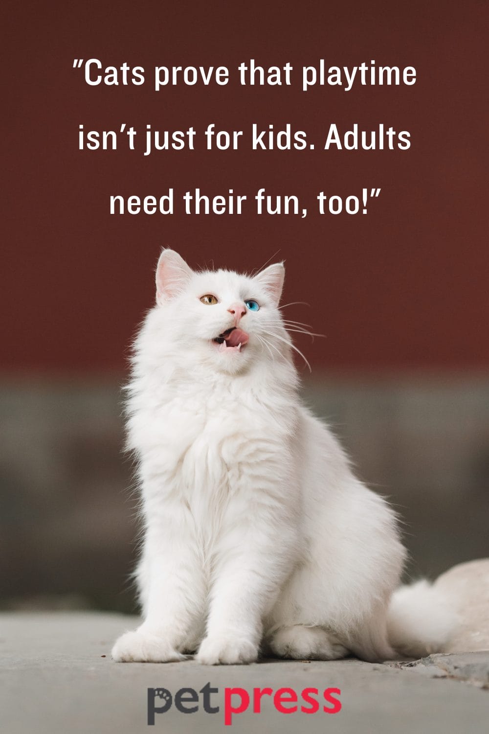 50 Best Cute Cat Quotes for Facebook - PetPress