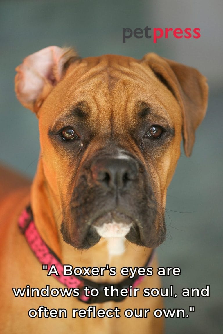 Over 50 Uplifting Boxer Dog Quotes to Brighten Your Day Dogs