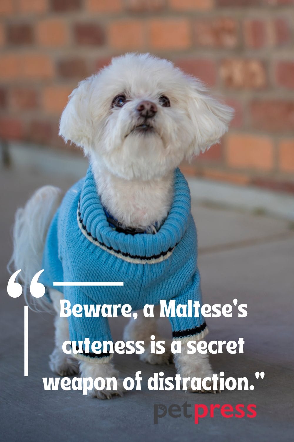 Tickling Our Funny Bones: Top 50 Hilarious Maltese Dog Quotes