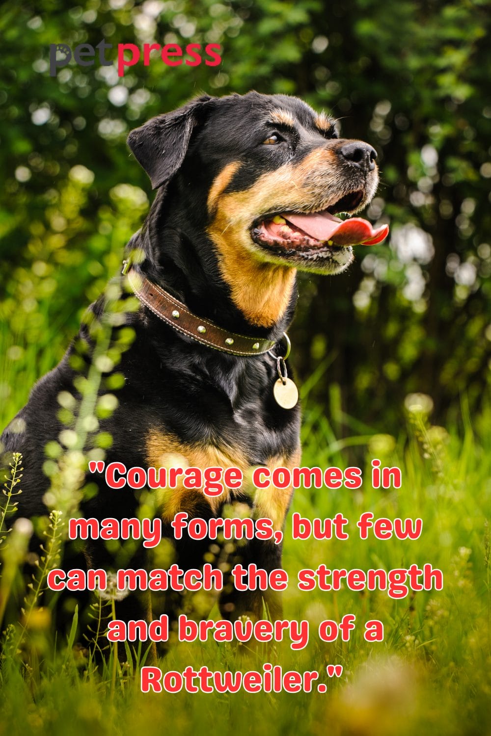 Barking Bravely: Top 50 Rottweiler Dog Quotes That Inspire Us