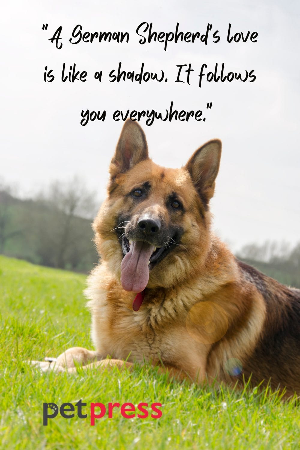 Top 50 German Shepherd Dog Quotes That Bring Joy and Love