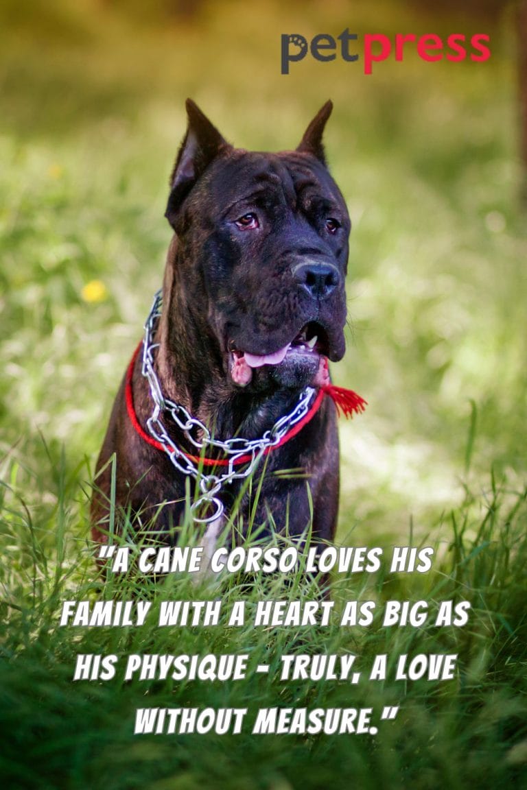 50 Inspiring Cane Corso Dog Quotes on Loyalty, Love, and Light