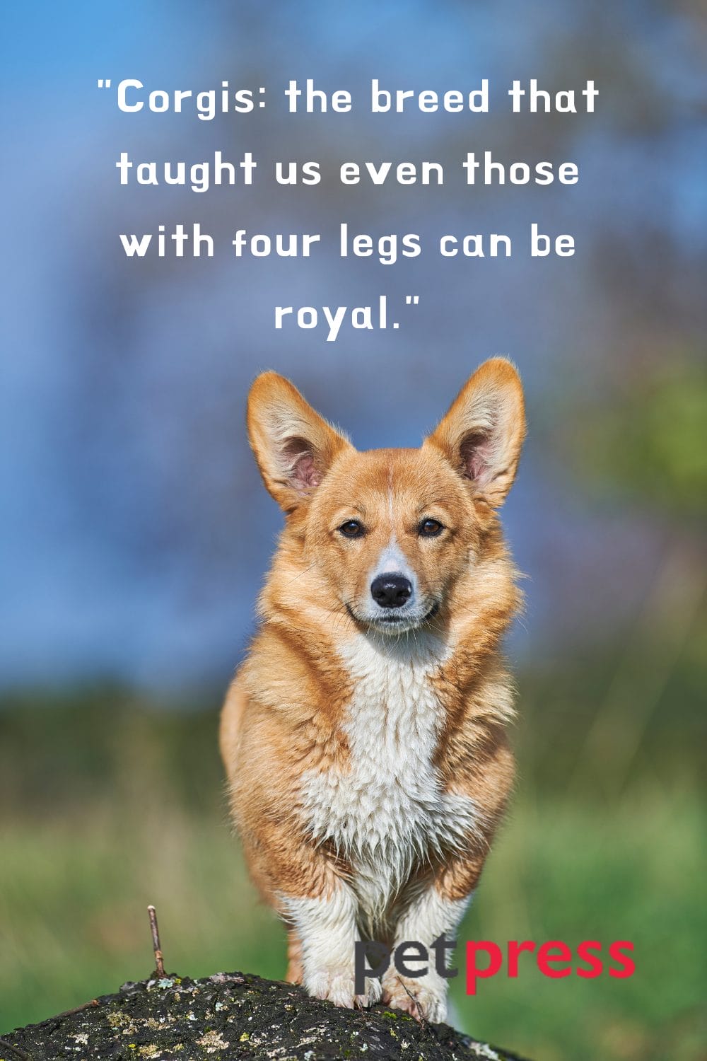 50+ Witty Corgi Dog Quotes That Motivate Us to Be Brave