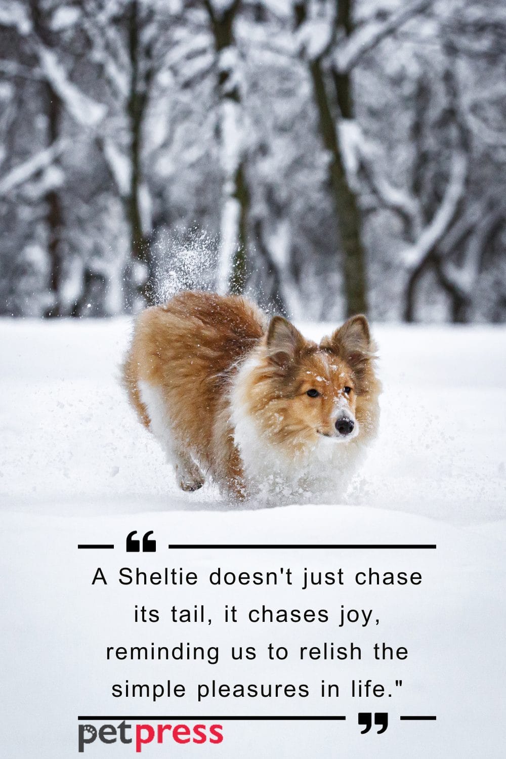 Top 50 Witty Sheltie Dog Quotes on Being Playful but Loving
