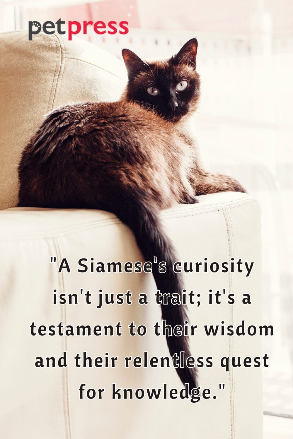 Explore the Purring Wisdom of the Top 50 Siamese Cat Quotes