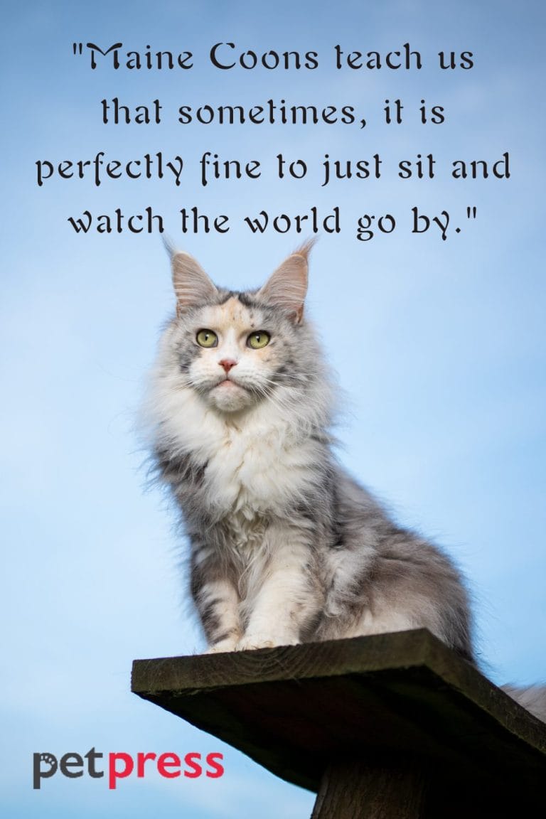 50+ Maine Coon Cat Quotes: Feline Wisdom for the Inspired Soul