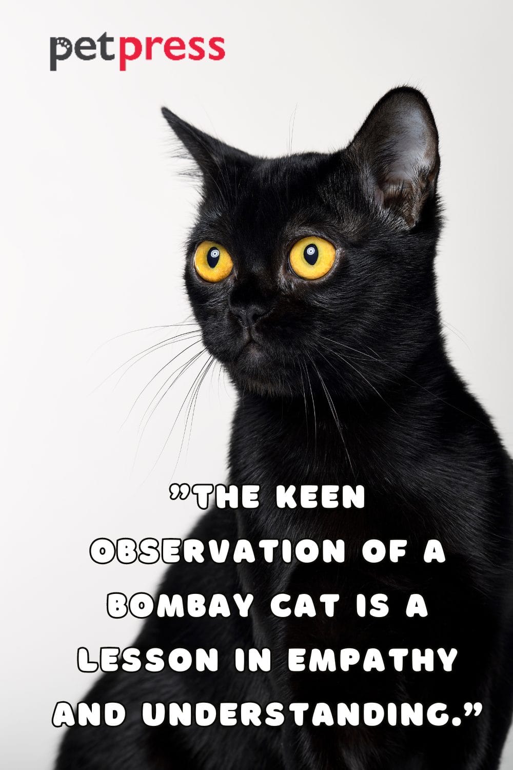 50+ Witty Bombay Cat Quotes That Can Inspire You - PetPress