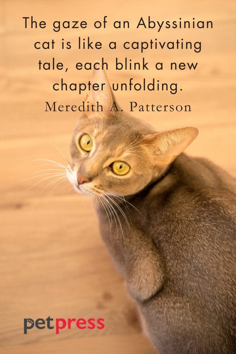 50+ Abyssinian Cat Quotes: Best Furry Wisdom for the Soul