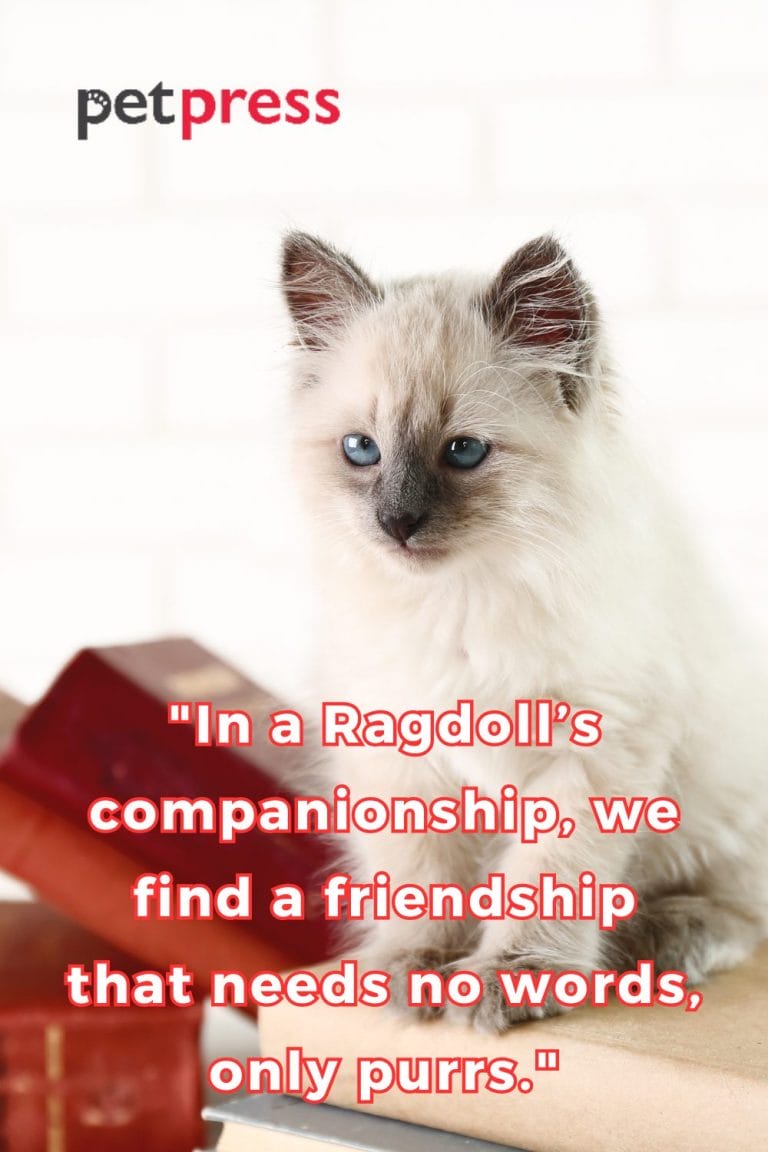 50+ Inspiring Ragdoll Cat Quotes and Its Furry Wisdom - PetPress