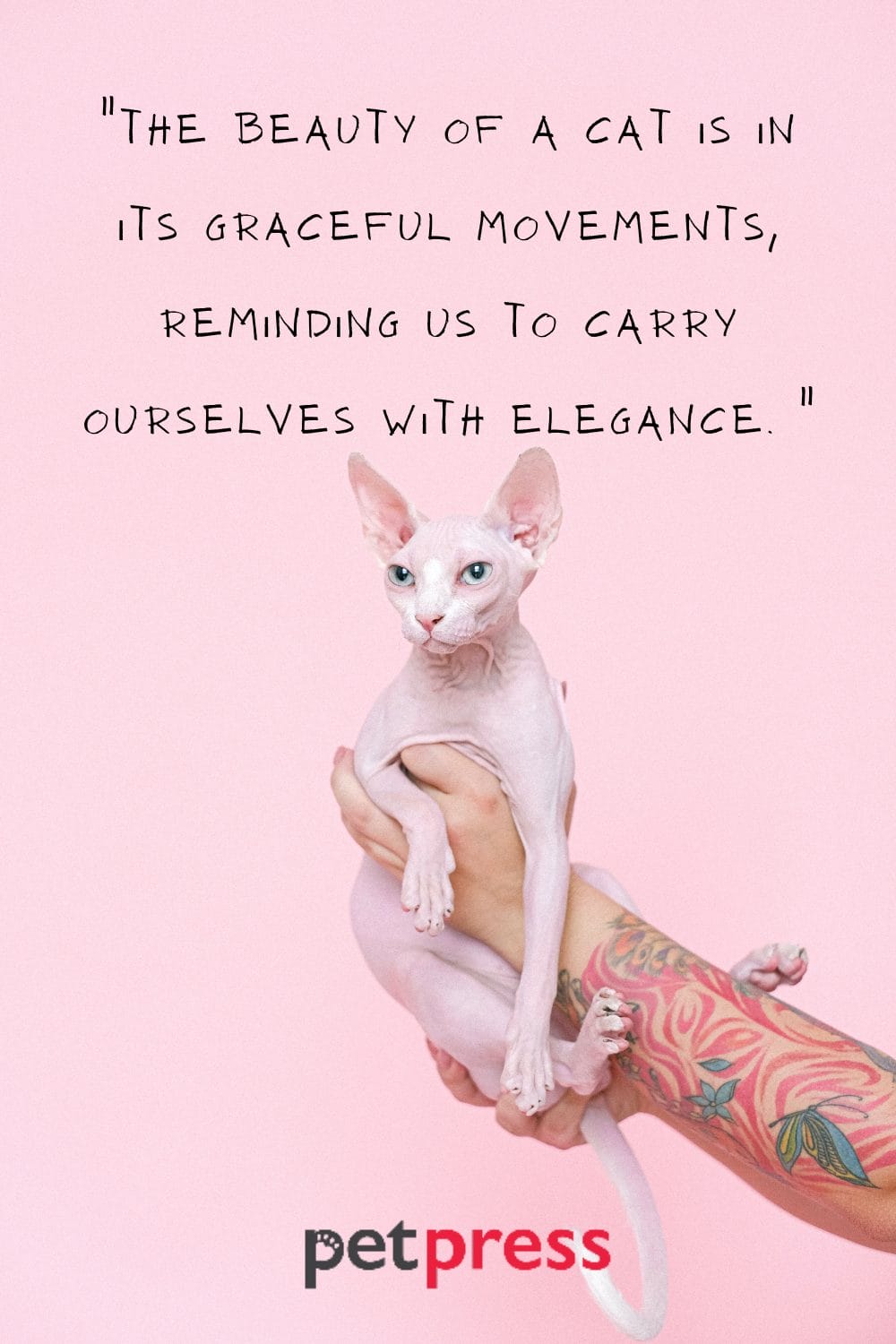 50 Best Cute Cat Quotes for Facebook - PetPress