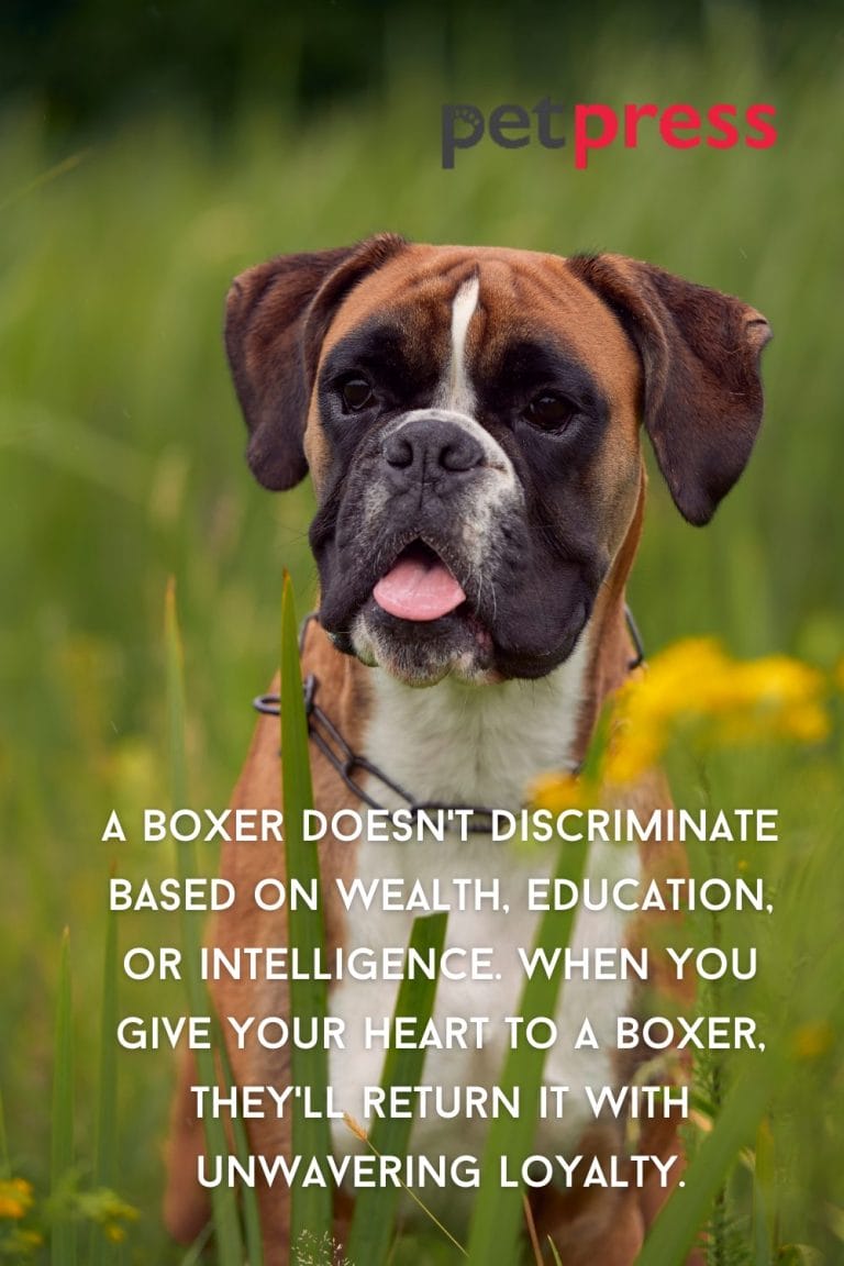 Over 50 Uplifting Boxer Dog Quotes to Brighten Your Day Dogs