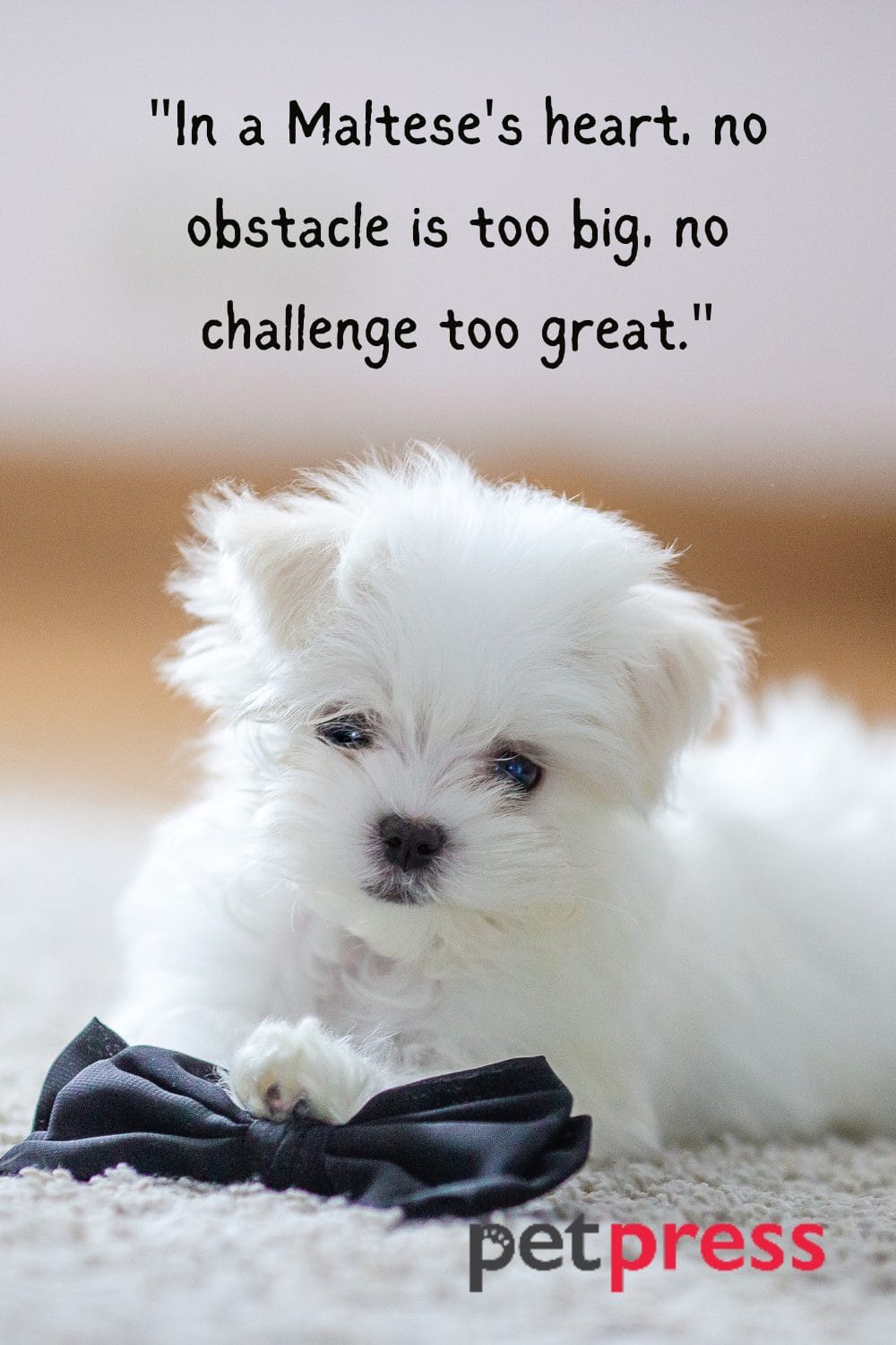 Tickling Our Funny Bones: Top 50 Hilarious Maltese Dog Quotes
