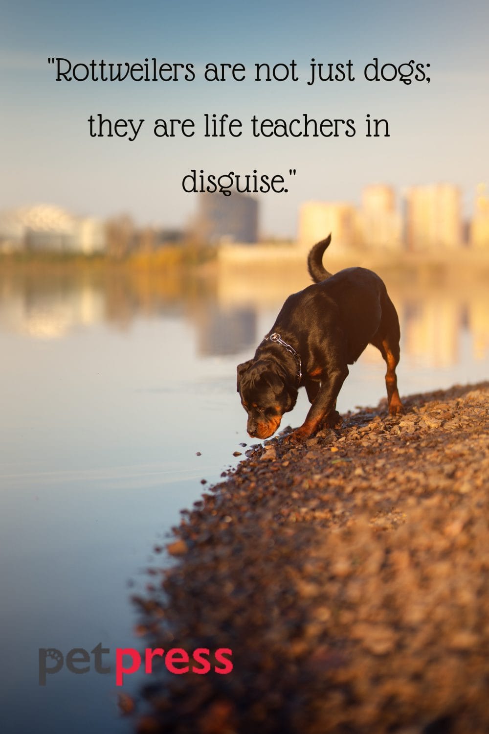 Barking Bravely: Top 50 Rottweiler Dog Quotes That Inspire Us