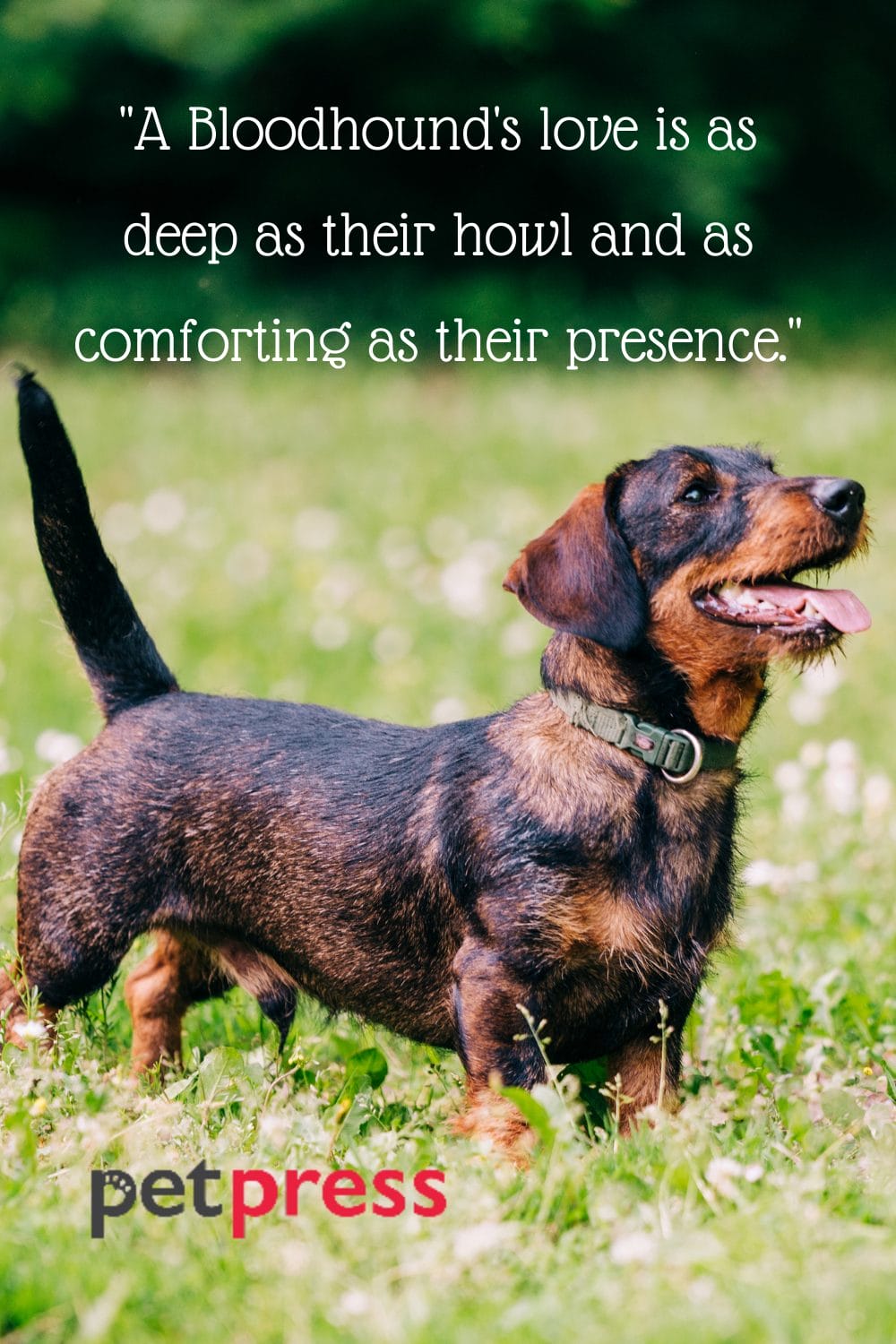 Paw-sitive Wisdom: 50+ Inspiring Bloodhound Dog Quotes