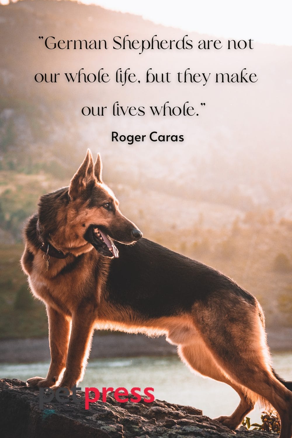 Top 50 German Shepherd Dog Quotes That Bring Joy and Love
