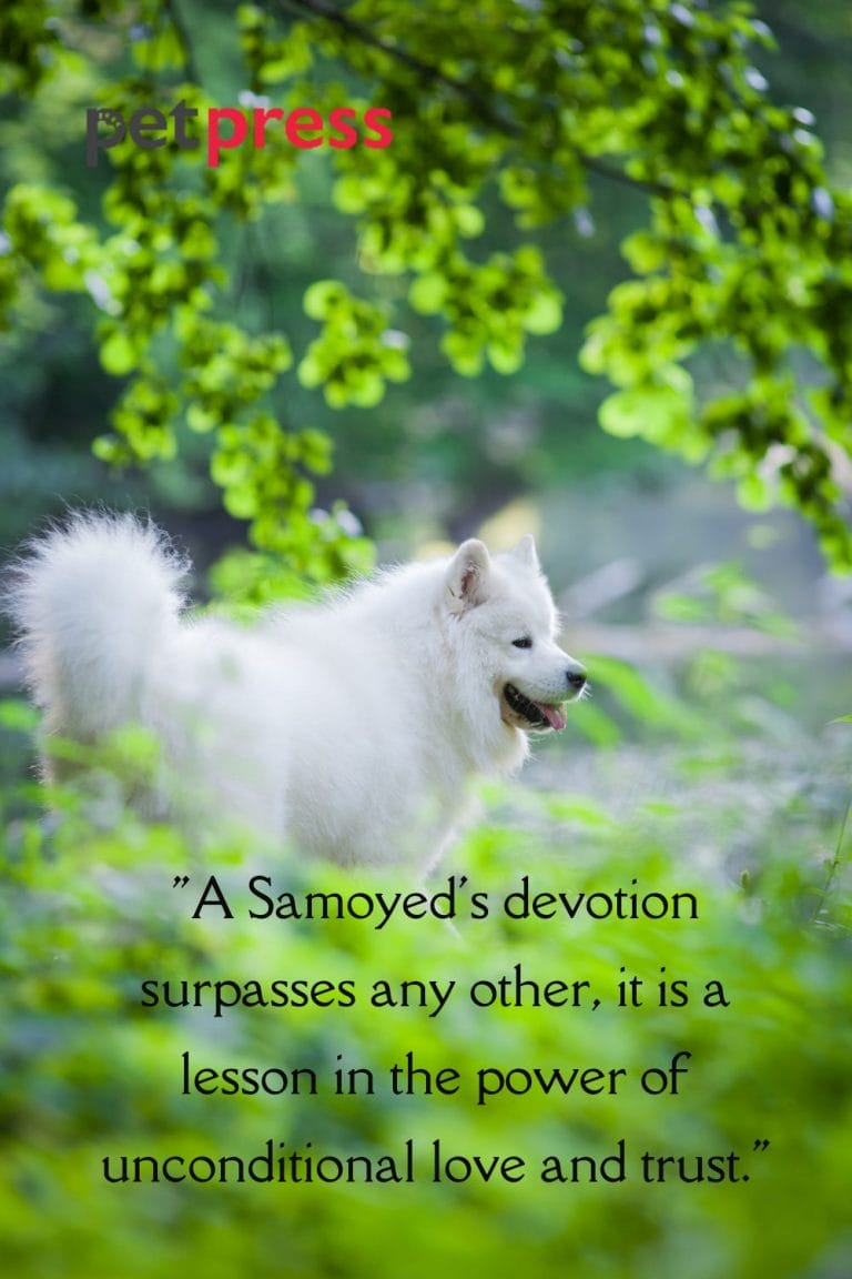 50+ Samoyed Dog Quotes and the Best Life Wisdom They Share
