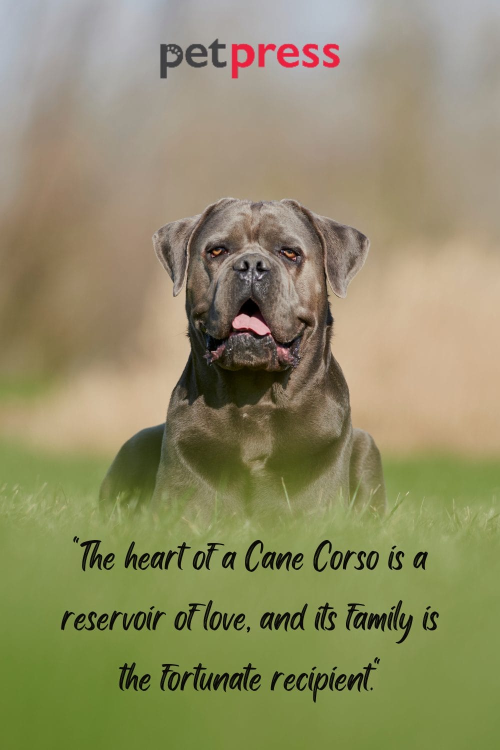 50 Inspiring Cane Corso Dog Quotes on Loyalty, Love, and Light