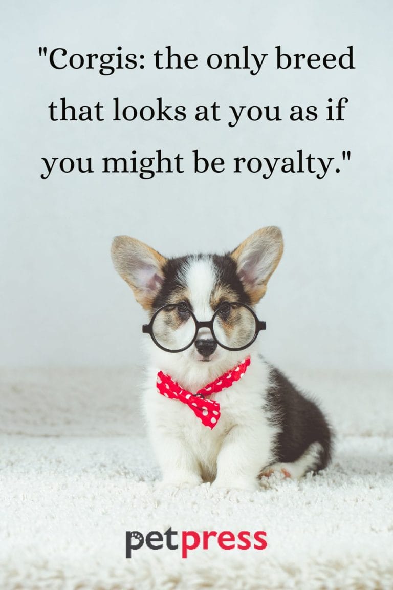 50+ Witty Corgi Dog Quotes That Motivate Us to Be Brave