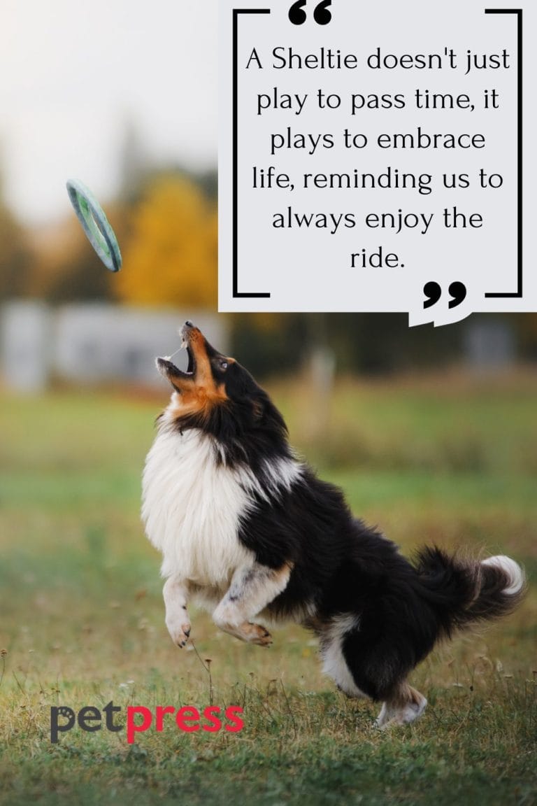 Top 50 Witty Sheltie Dog Quotes on Being Playful but Loving