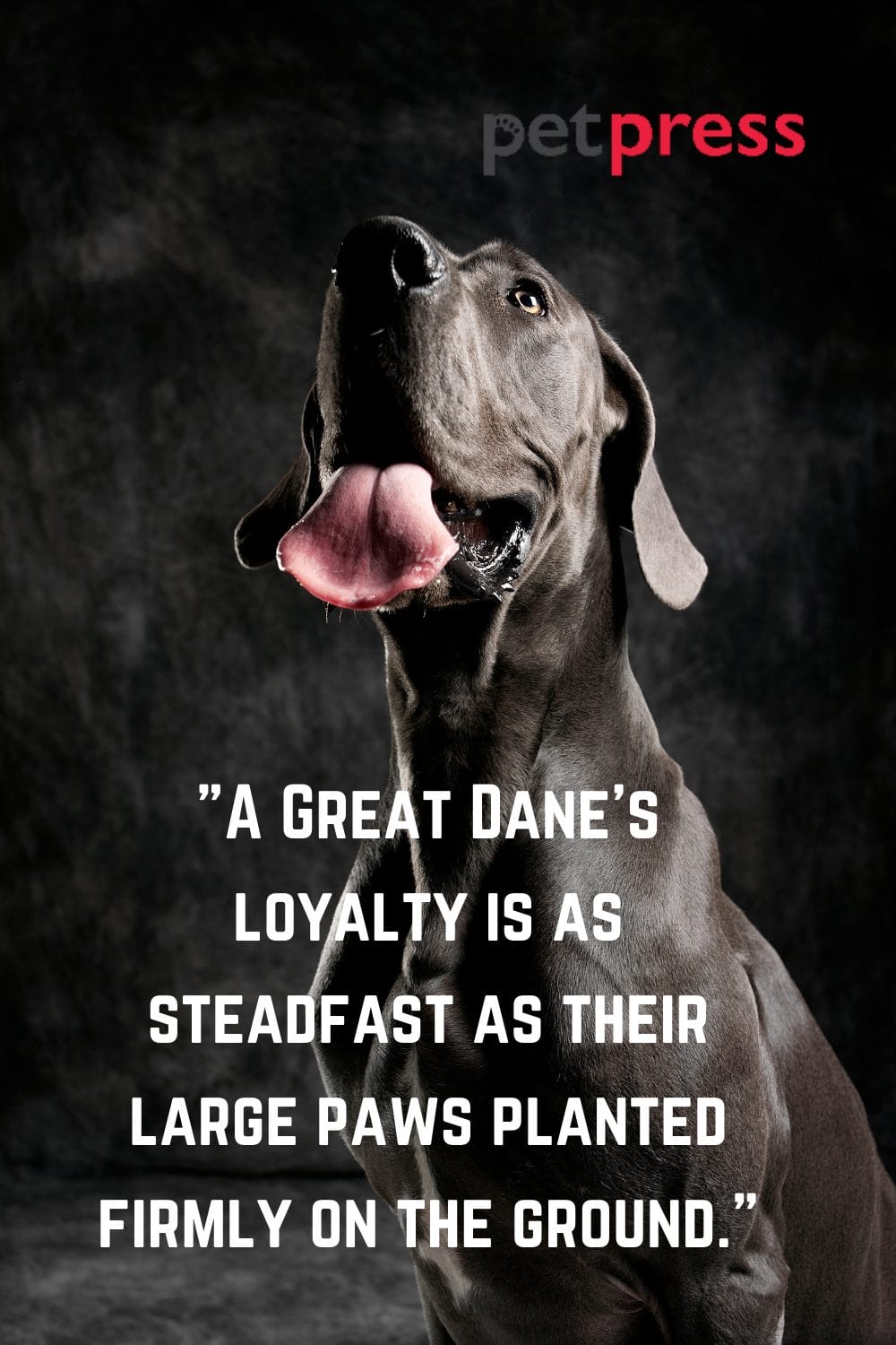 Embracing the Wisdom of These 50+ Great Dane Dog Quotes