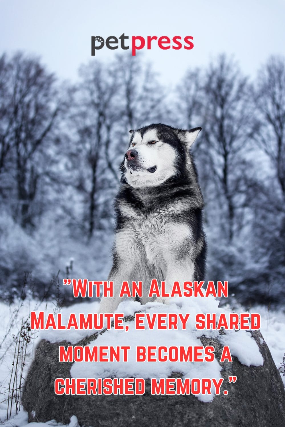 50 Best Alaskan Malamute Dog Quotes and Its Life Wisdom