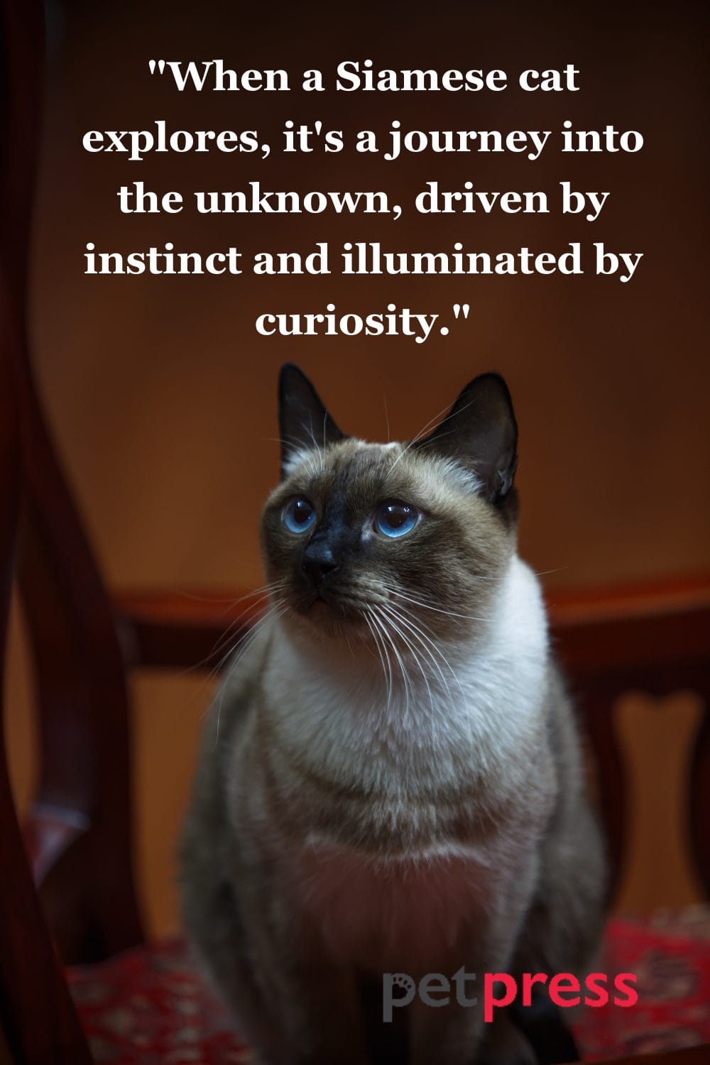 Explore the Purring Wisdom of the Top 50 Siamese Cat Quotes