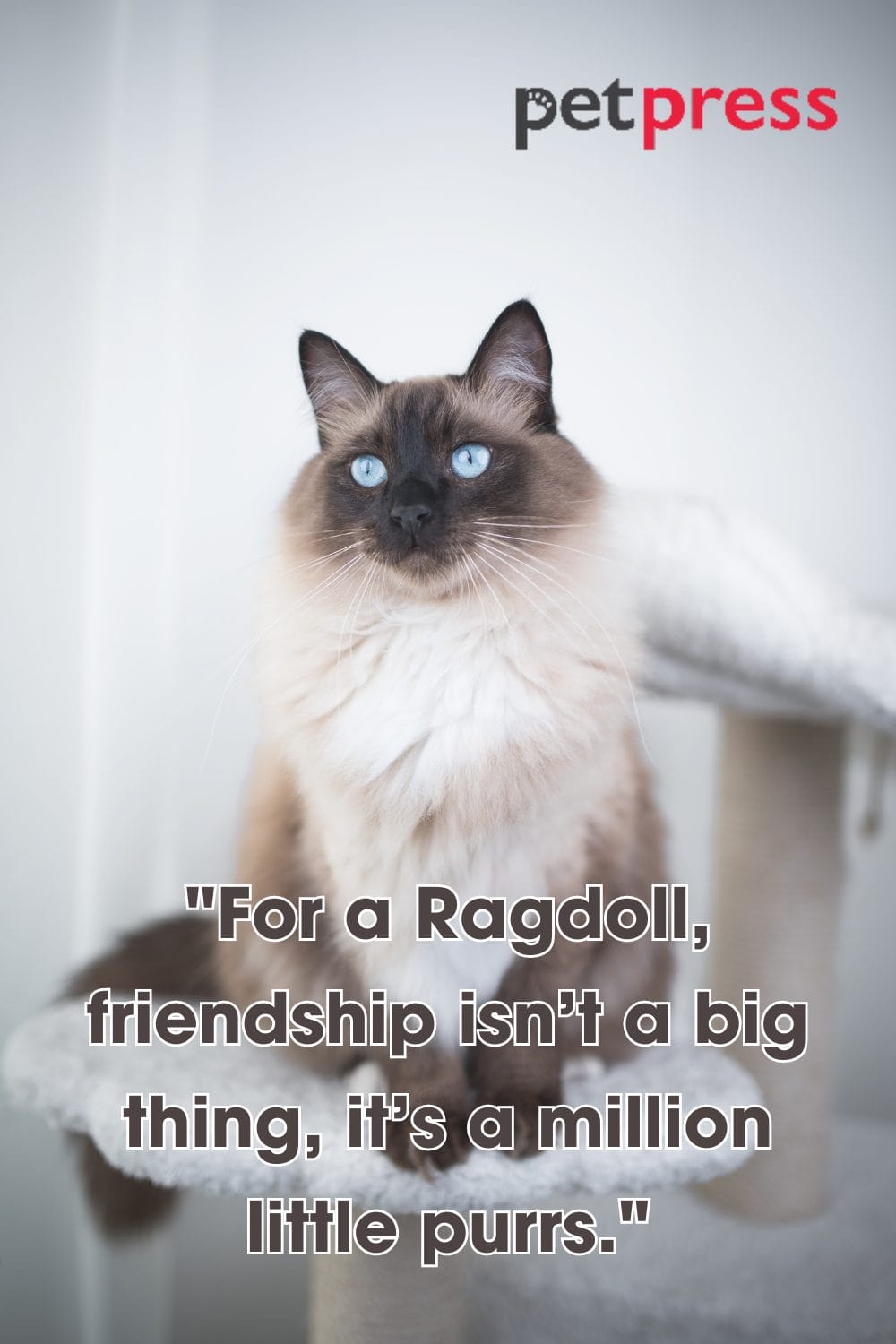 50+ Inspiring Ragdoll Cat Quotes and Its Furry Wisdom - PetPress