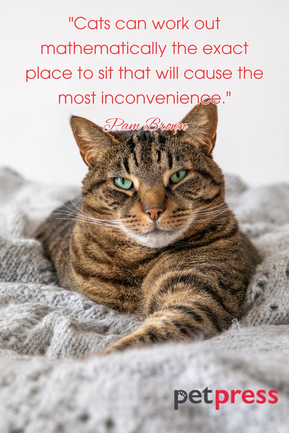 50 Best Short Cat Quotes for Facebook - PetPress