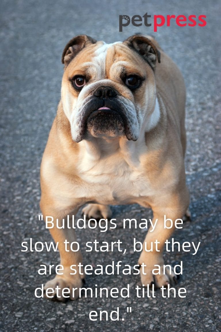 50 Quirky Bulldog Quotes That Can Make Your Day Bright