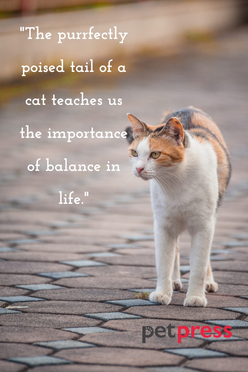 50 Best Cute Cat Quotes for Facebook - PetPress