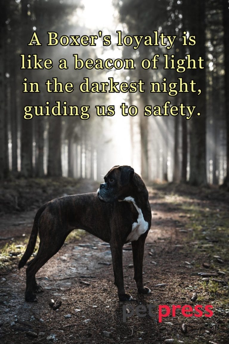 Over 50 Uplifting Boxer Dog Quotes to Brighten Your Day Dogs