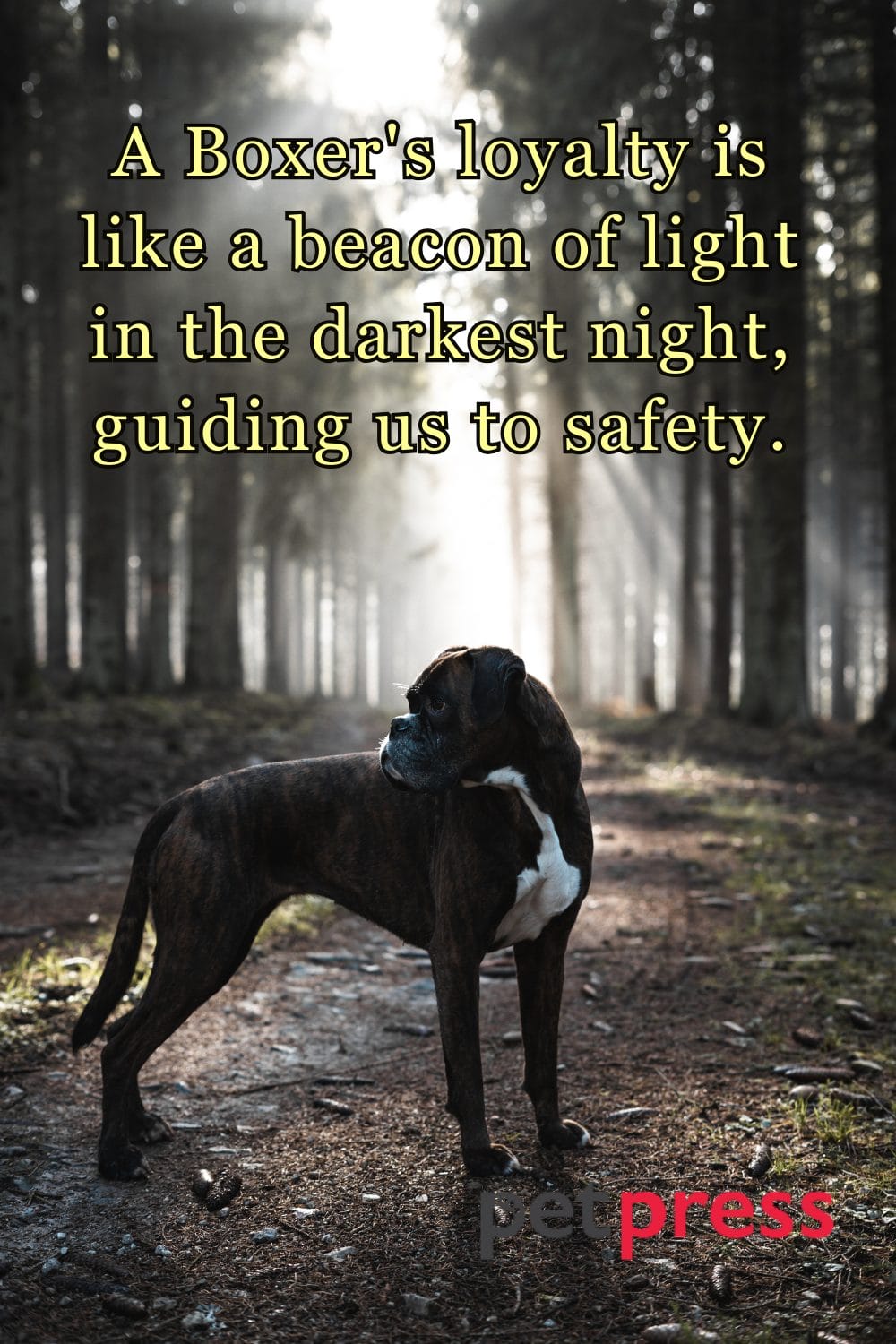 Over 50 Uplifting Boxer Dog Quotes to Brighten Your Day Dogs