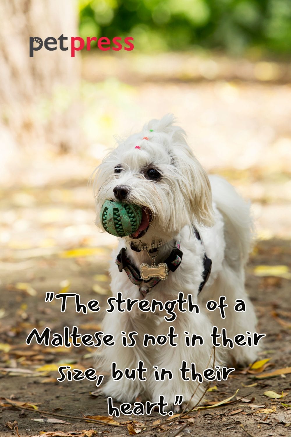 Tickling Our Funny Bones: Top 50 Hilarious Maltese Dog Quotes